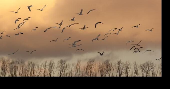 Specialist, migratory birds at greater risk under climate change
