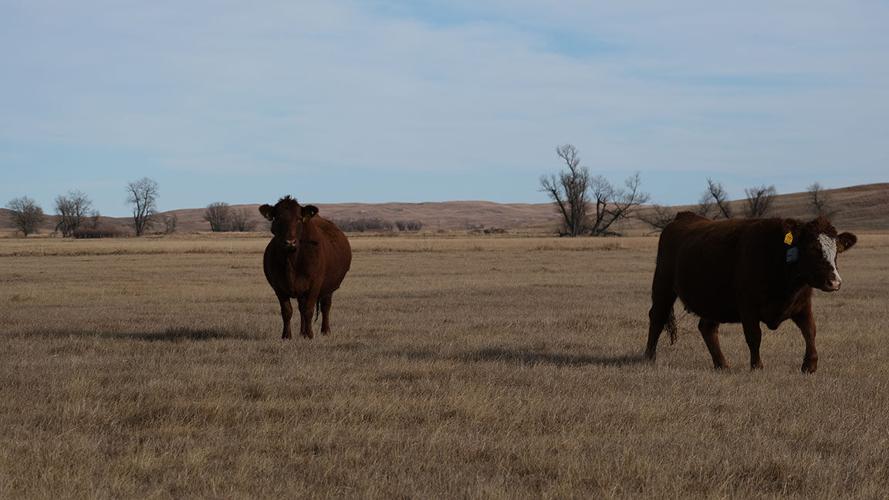 Inside the lines: Virtual fence shows potential for livestock producers
