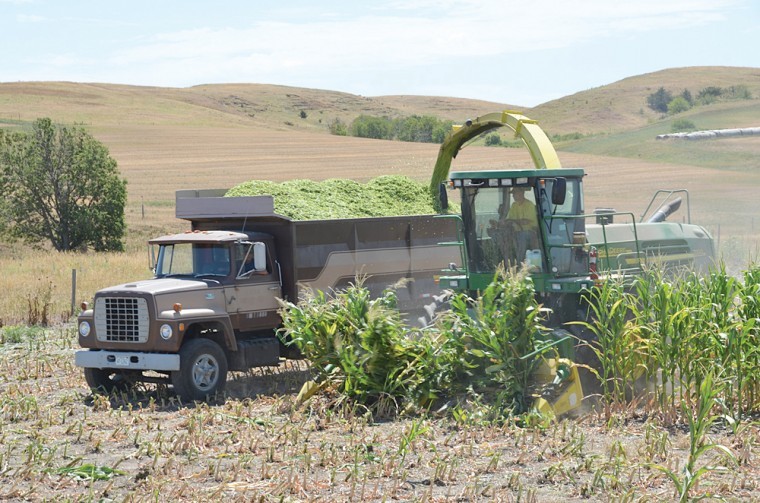 Tips to feed and handle drought-stressed forages