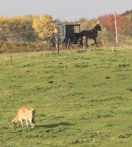 Amish farmers keep dairy strong