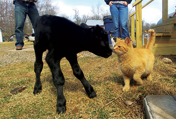 Normal calf -- except for its size