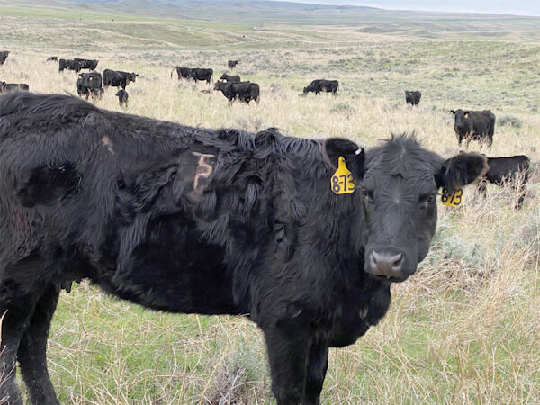 Producer Progress Reports: Rooney Ranch