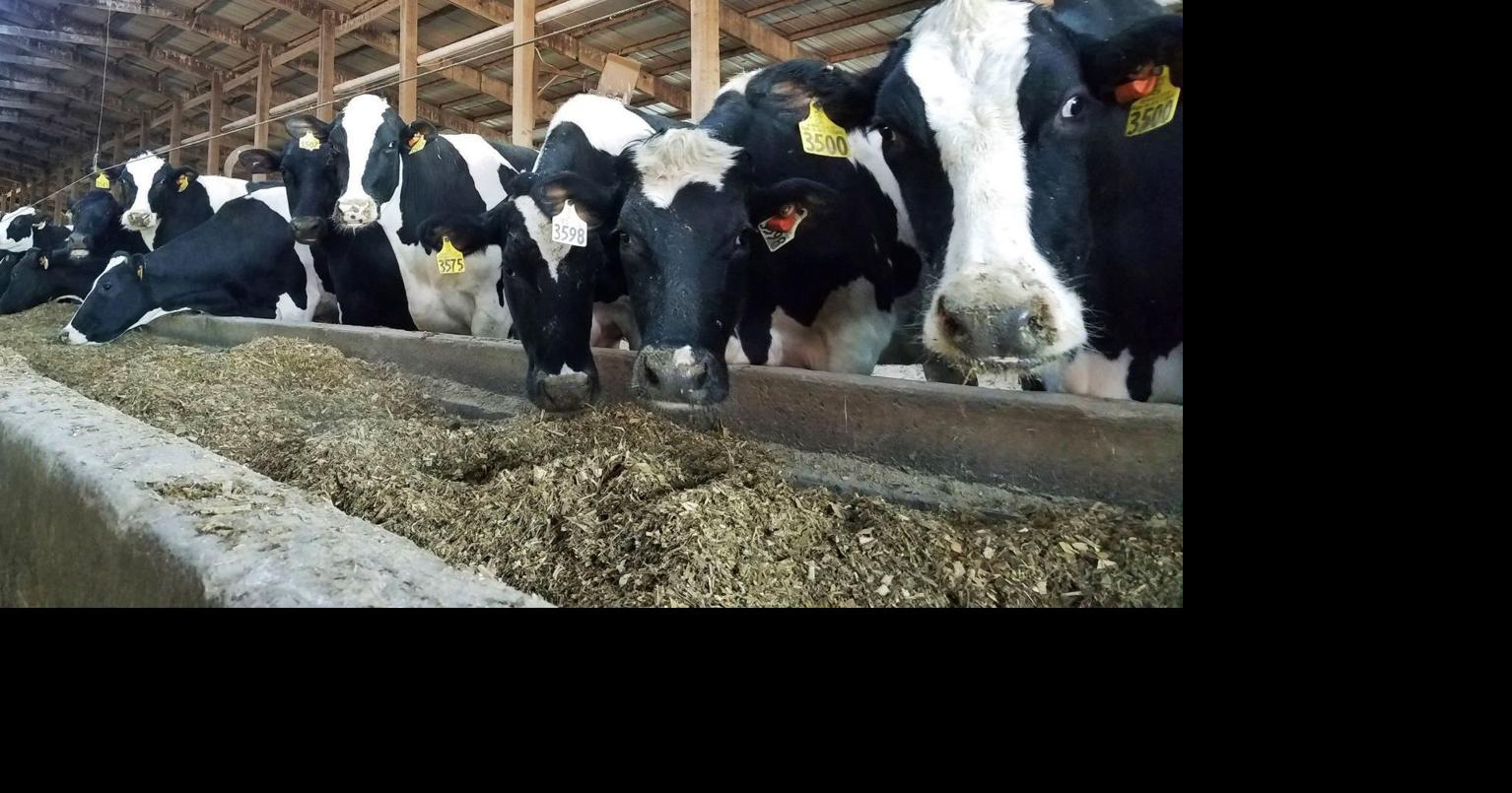Moo-U to hold seminar during Dairy Expo