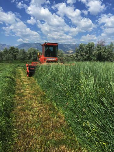 Pretty ’n pink: High nutritious sainfoin helps cows cycle