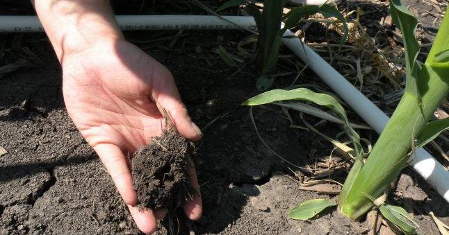 Counting Castings: Learn about soil health by finding worm middens
