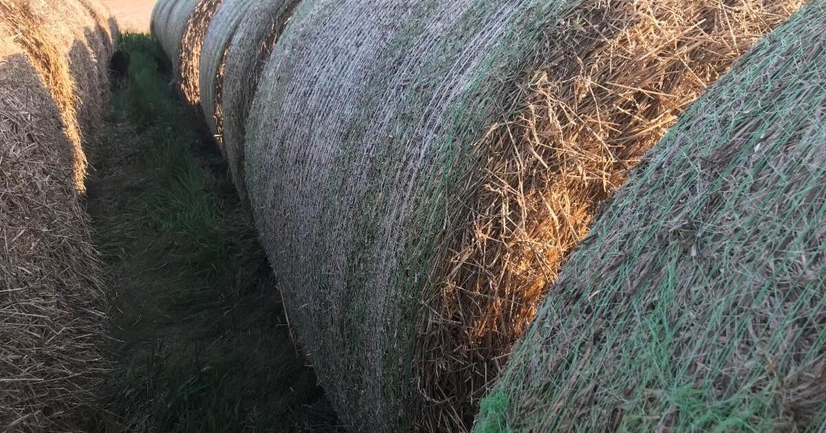 Learn about forage rye, livestock feed at Northern Plains Forage ...