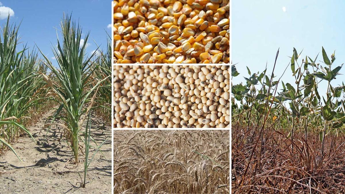 Grain gains from drought, tempered by demand