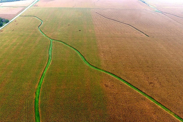 Managing for fungal disease has many benefits (copy)