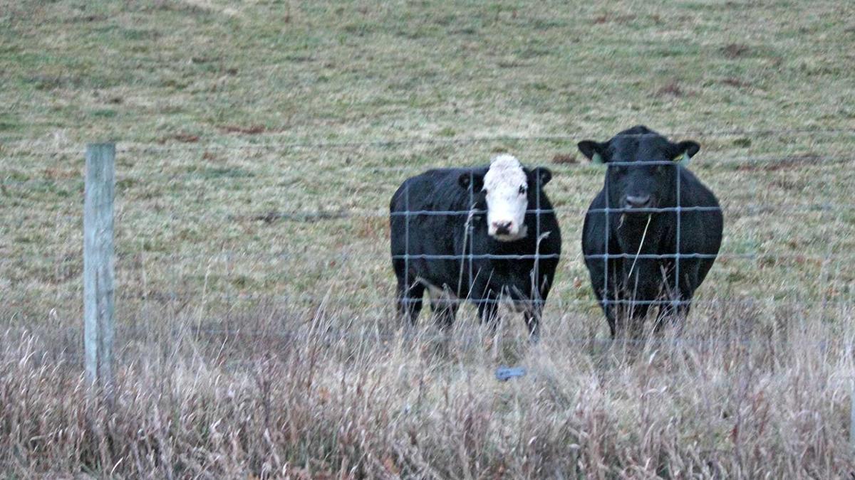 Missouri Livestock Symposium puts focus on forage