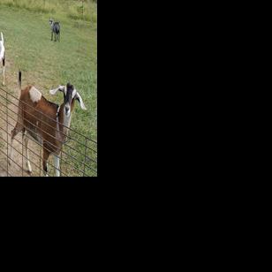 USDA updates scrapie standards for sheep and goats