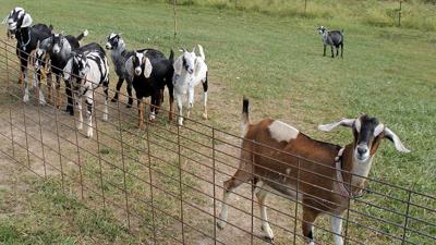USDA updates scrapie standards for sheep and goats