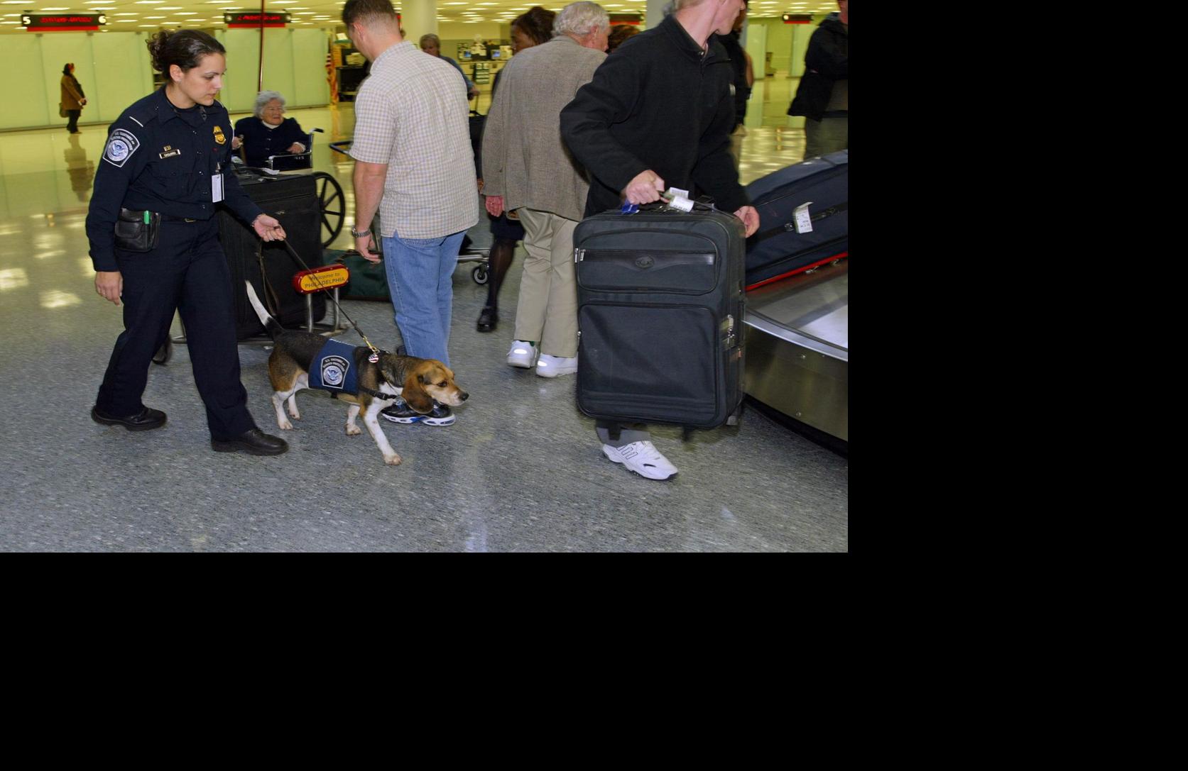 America's best bet to avoid a deadly pig virus? Sniffer Beagles