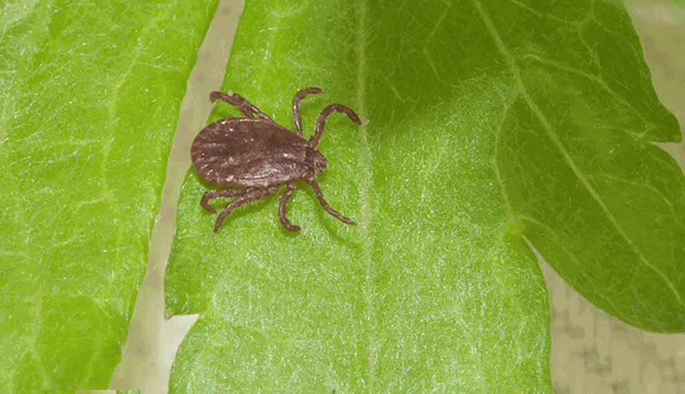 Tick-borne disease on the move in Midwest cattle herds