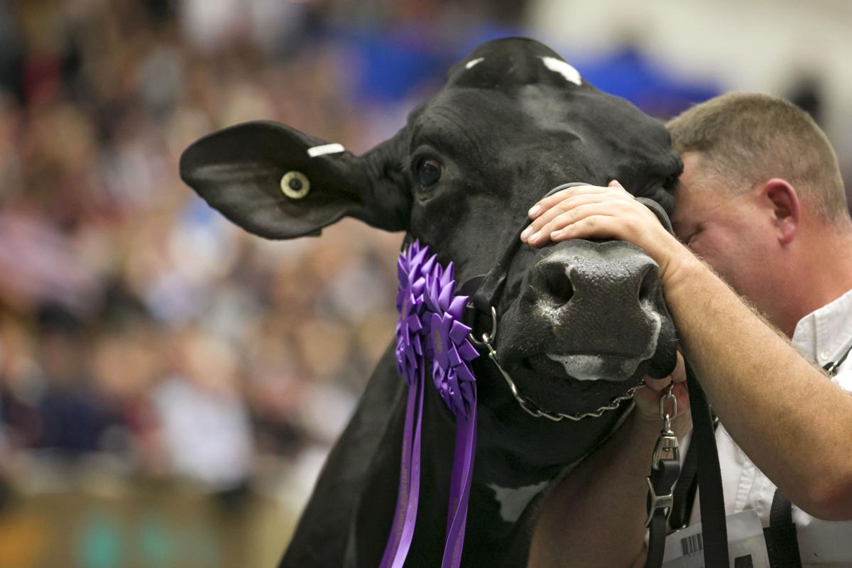 Baxter Black: The Cow Committee