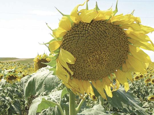 Sunflower prices following other oils down