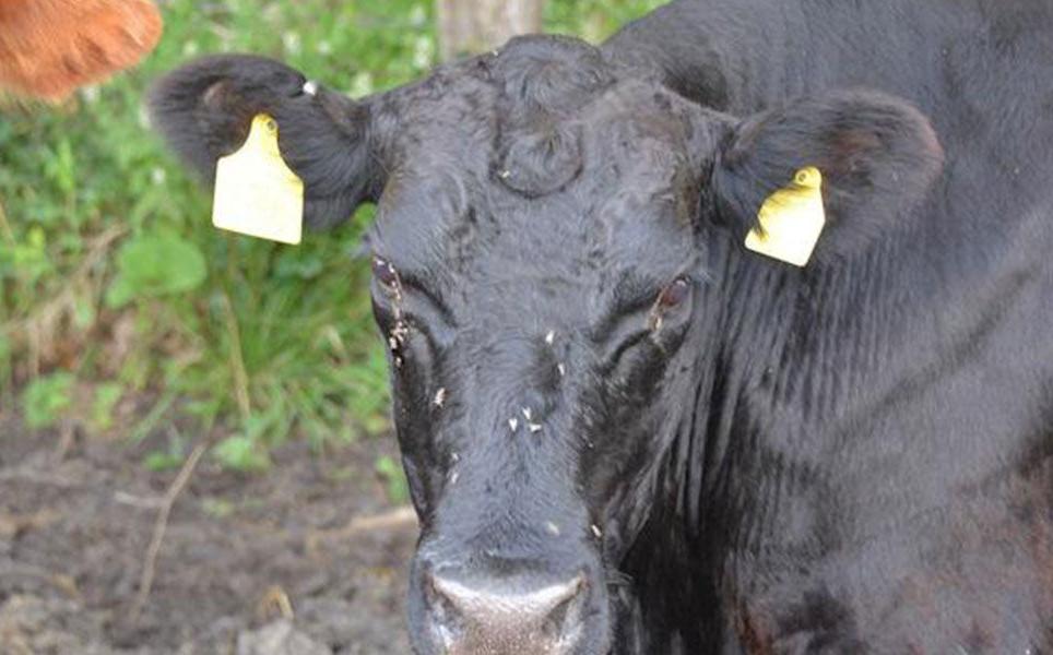 Minimize fly impact on cattle