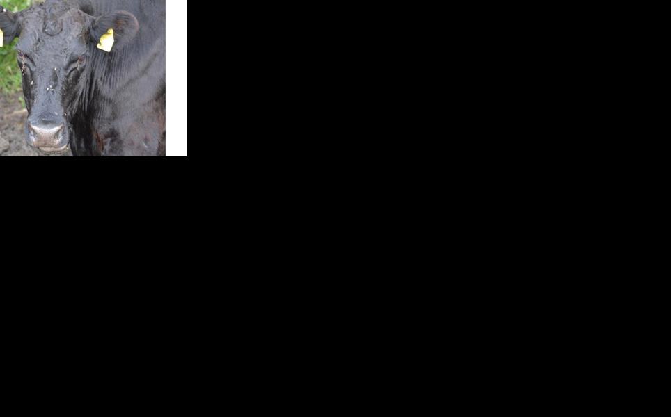 Minimize fly impact on cattle