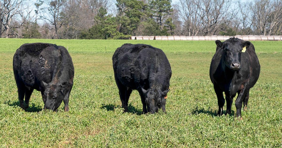 Tips for preventing bloat in cows