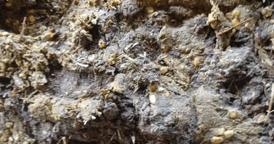 Can cattle digest whole shelled corn?