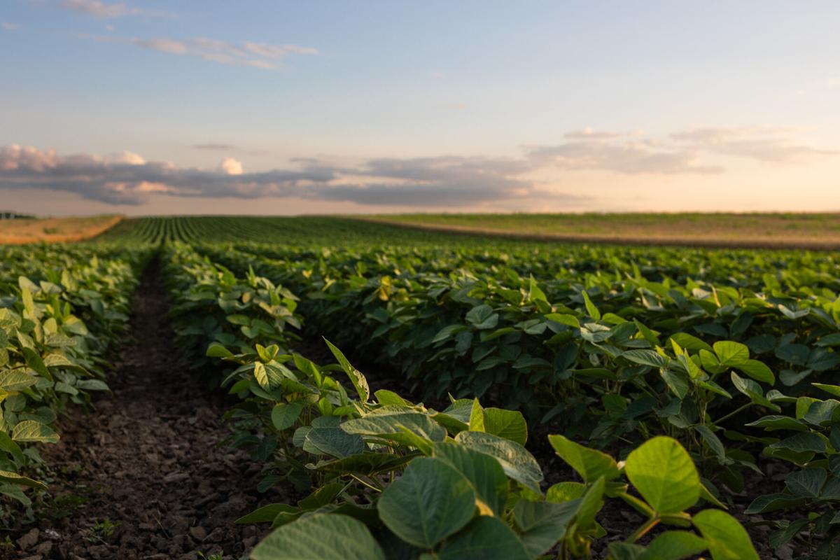 The unique seed genetics of Xitavo® soybean seed help mitigate damage ...