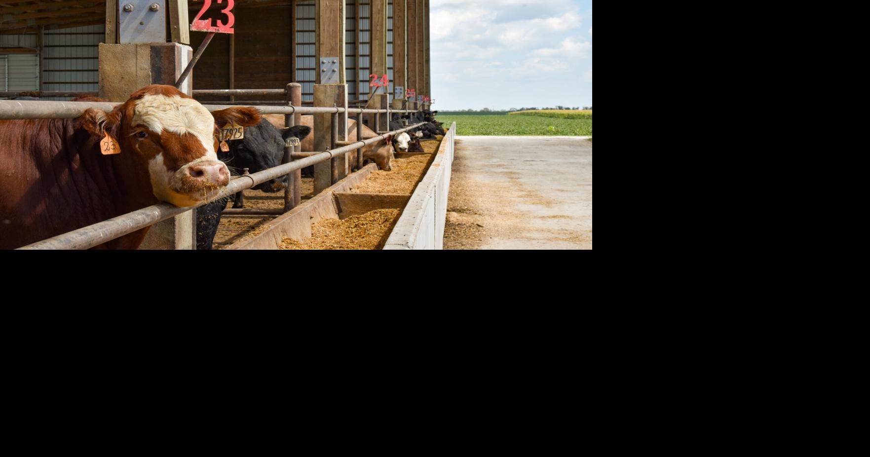 Raise the roof for cattle confinement barns