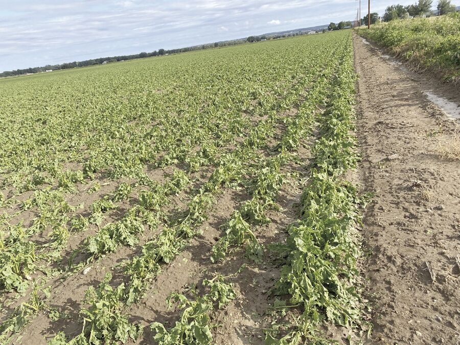 Gabel working to recover from early July hailstorm