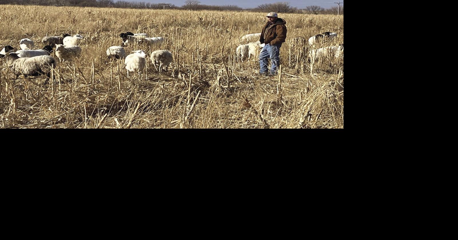 Young Kansas sheep, cattle rancher shares stops, starts and success