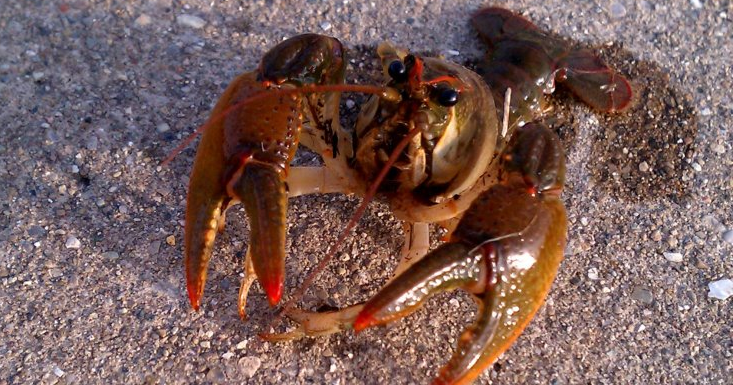 Crayfish map gives helping claw