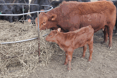 Effectively managing the calving process