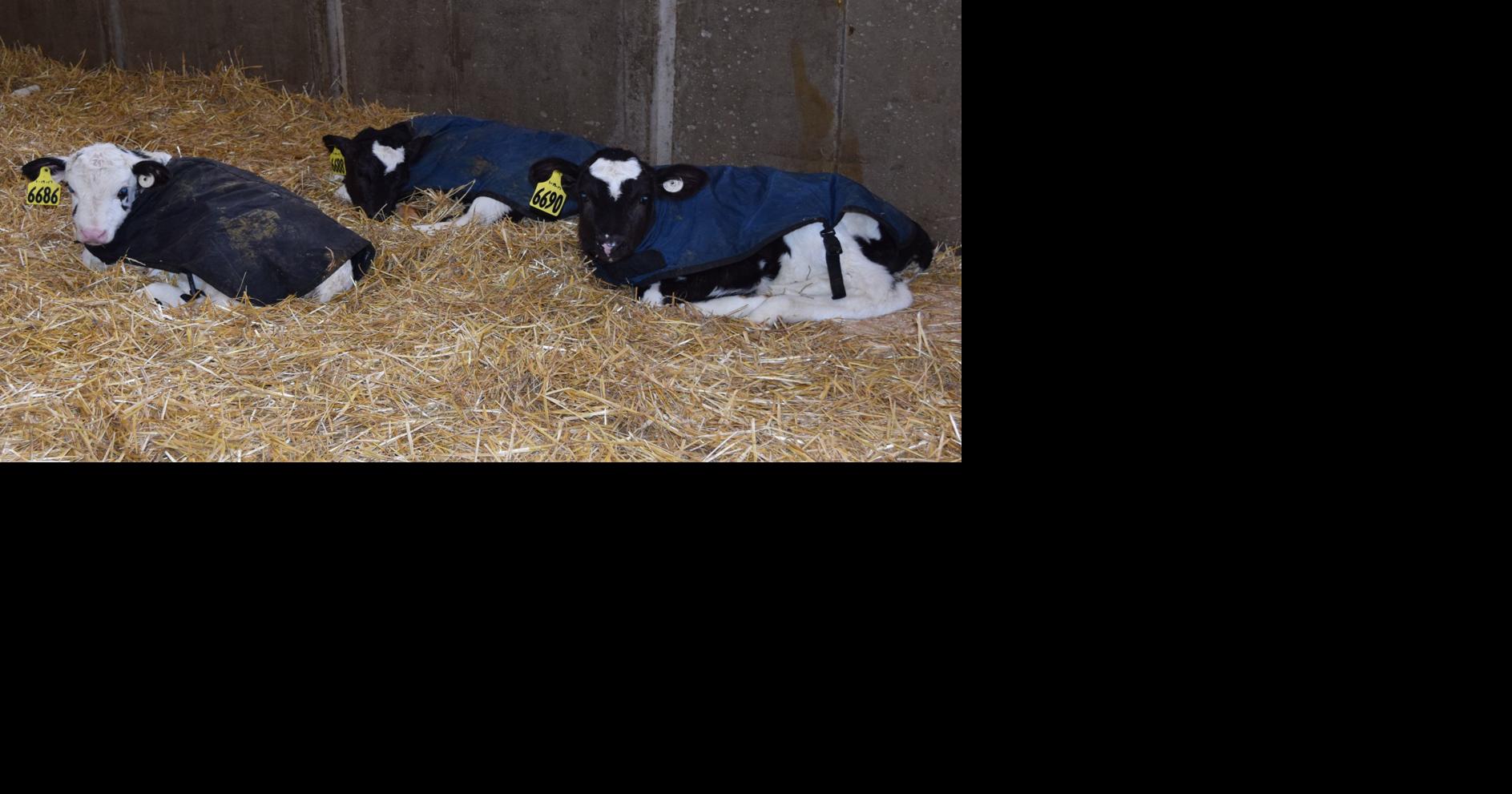 Happy calves = happy cows