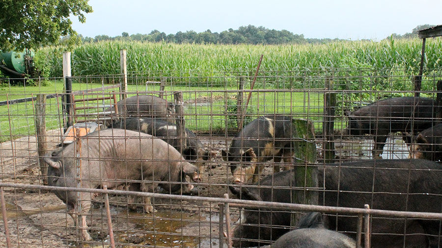 Economic importance of U.S. animal agriculture