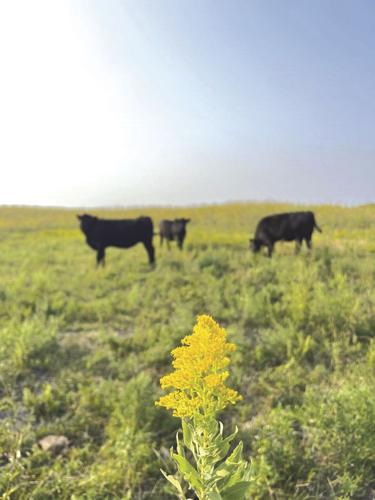 Native nutrition: New research project to look at nutritional value of ...