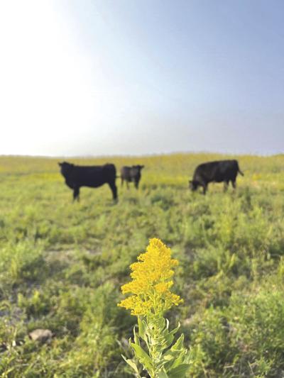 Native nutrition: New research project to look at nutritional value of ...