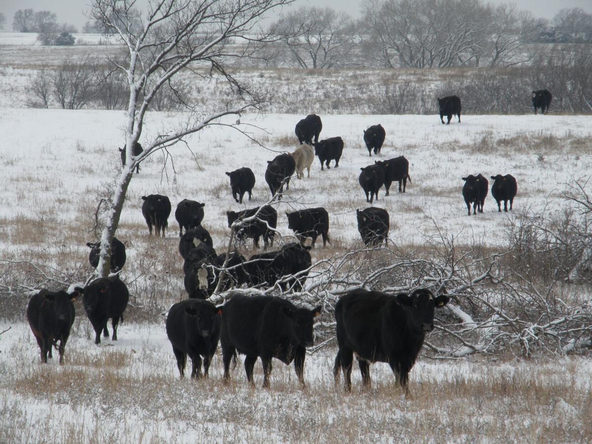 Take care to meet needs for cattle in winter and in drought