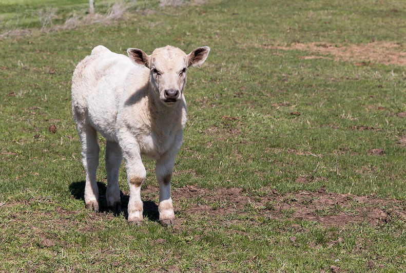 Tips for breeding success