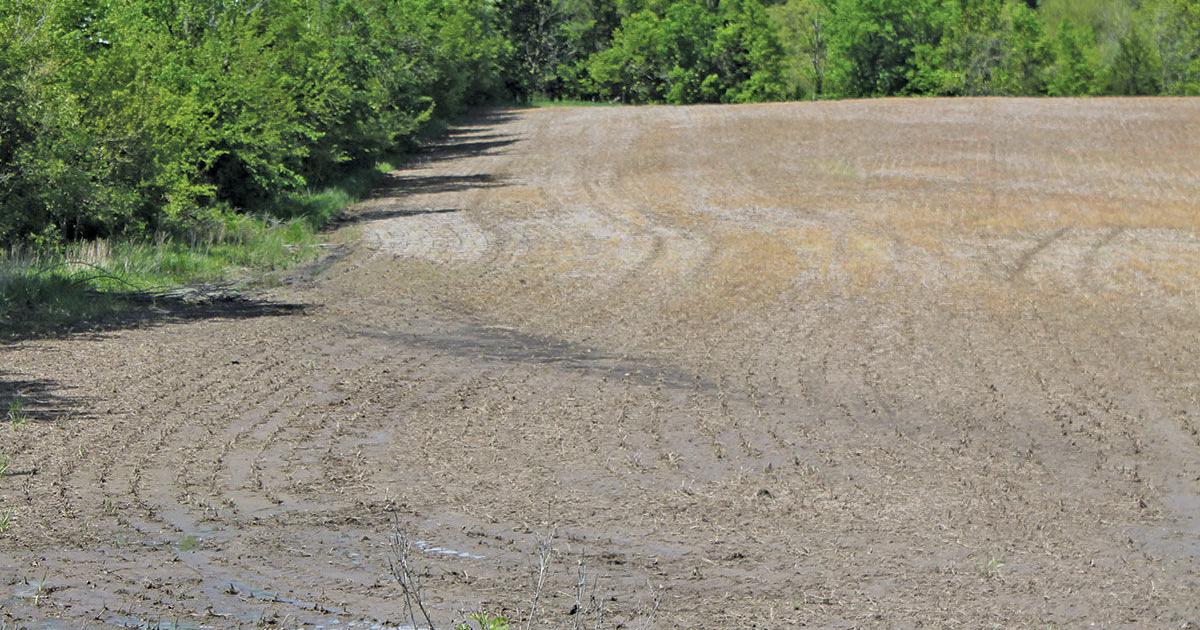 Pythium an early season pain in corn and soybeans