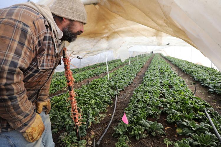 Cold farming makes for warm hearts