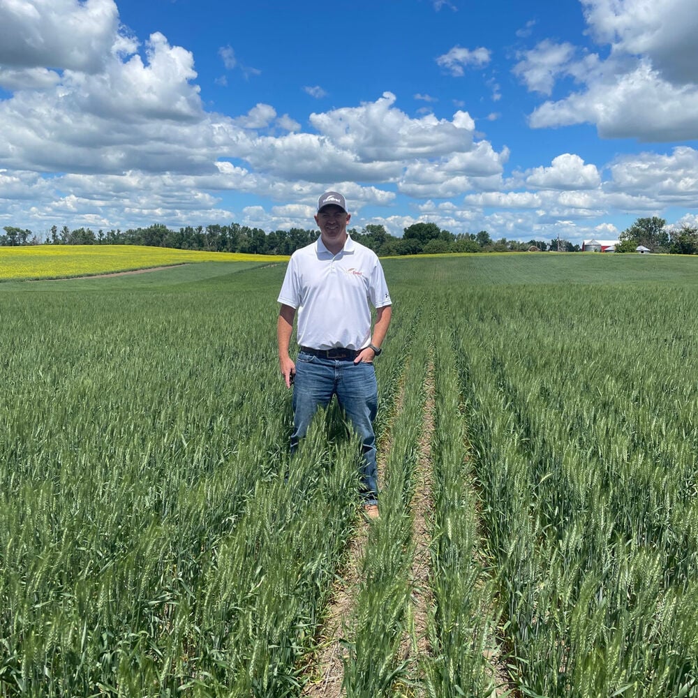 WestBred wheat varieties growing strong in western North Dakota