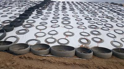 Silage piles save money over baleage on late corn