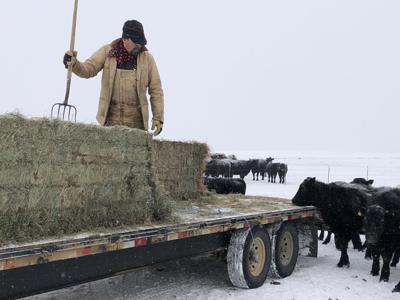 Mott continues to feed cattle, enjoy the calm before calving begins