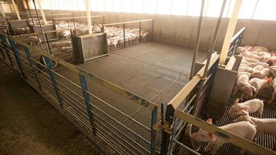 Is the U.S. ready for an ASF outbreak?