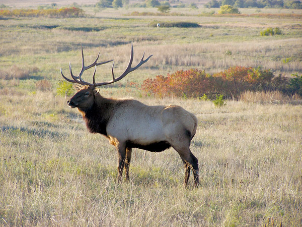 Hunters cautioned to watch for elk, moose