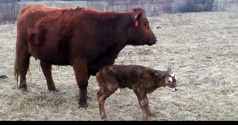 The importance of vitamin A for calf health