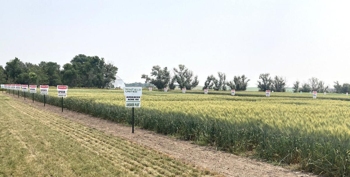 New WinField United Answer Plot testing wheat, sunflowers for performance