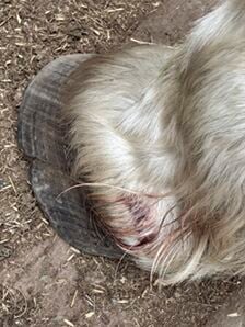 Have patience when treating hoof abscesses in horses