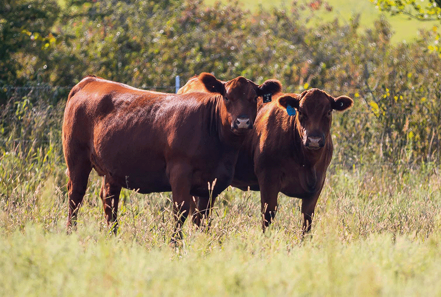 Focus on soil health boosts bottom line