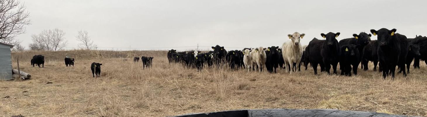 Ensure cold cattle have water