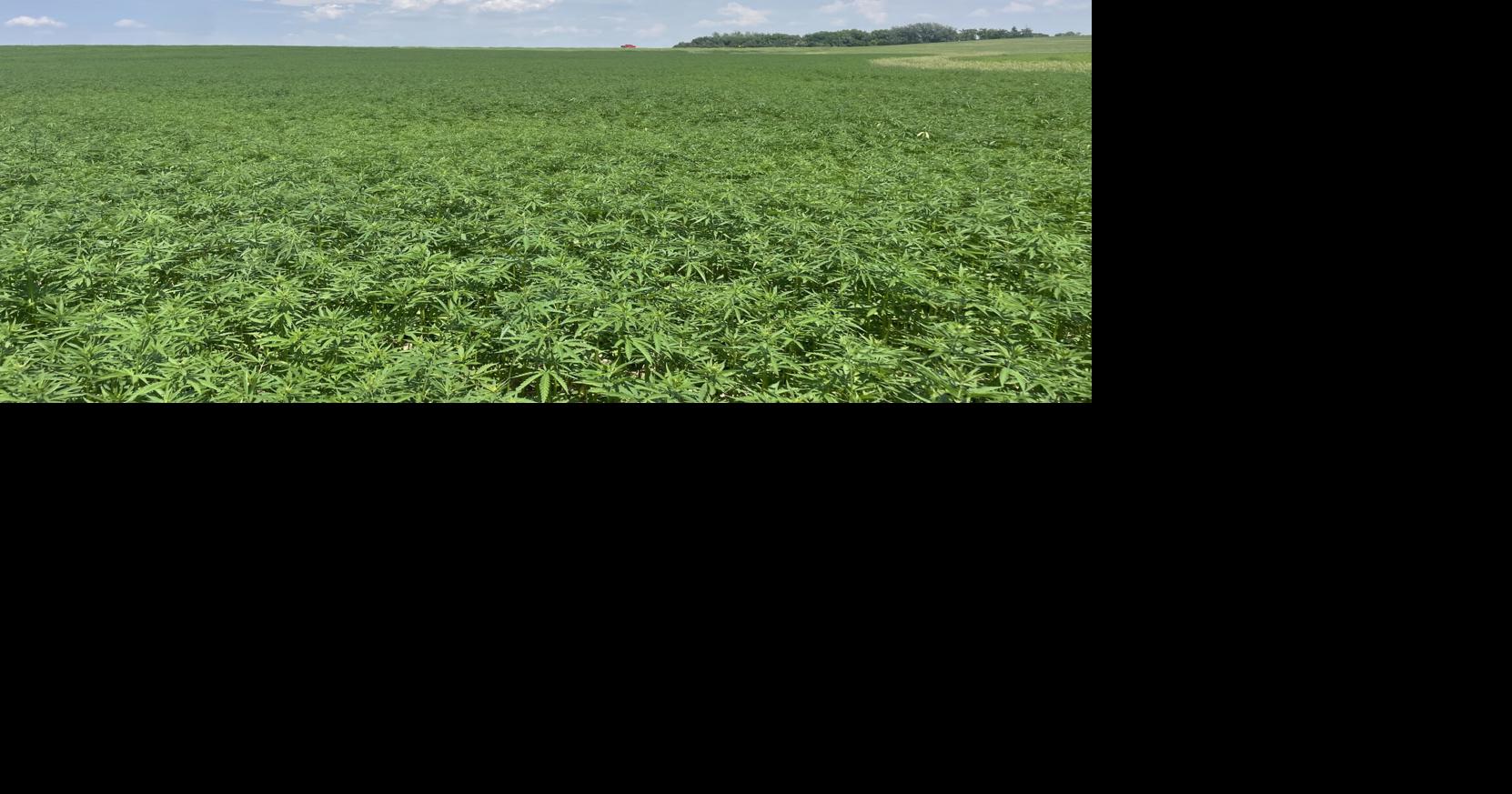 Hemp crop thrives on regeneratively managed ground