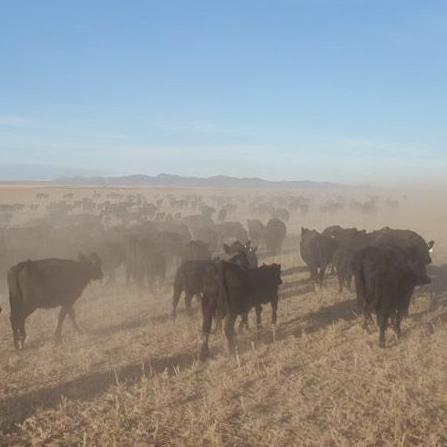 Alternative feeds available for backgrounding calves