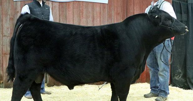 SELS results: Bullerman Angus has repeat top bull